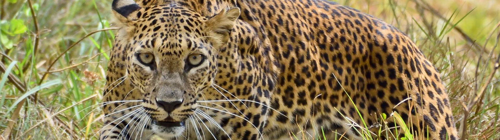 Sri Lanka Grand Tour, without flights - Luxotour