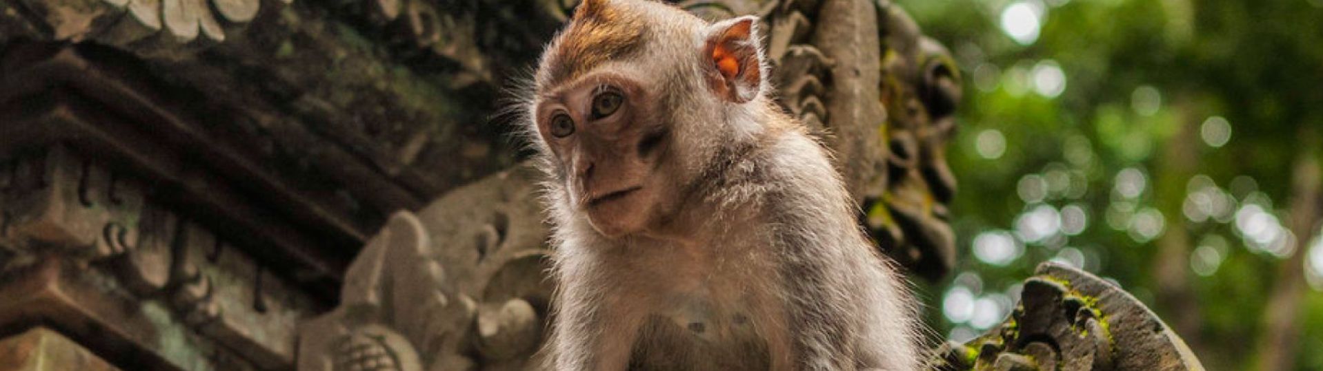 Exploring Bali from Ubud, without flights (Saturday) - Luxotour